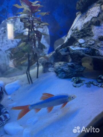 Барбусы, лабео