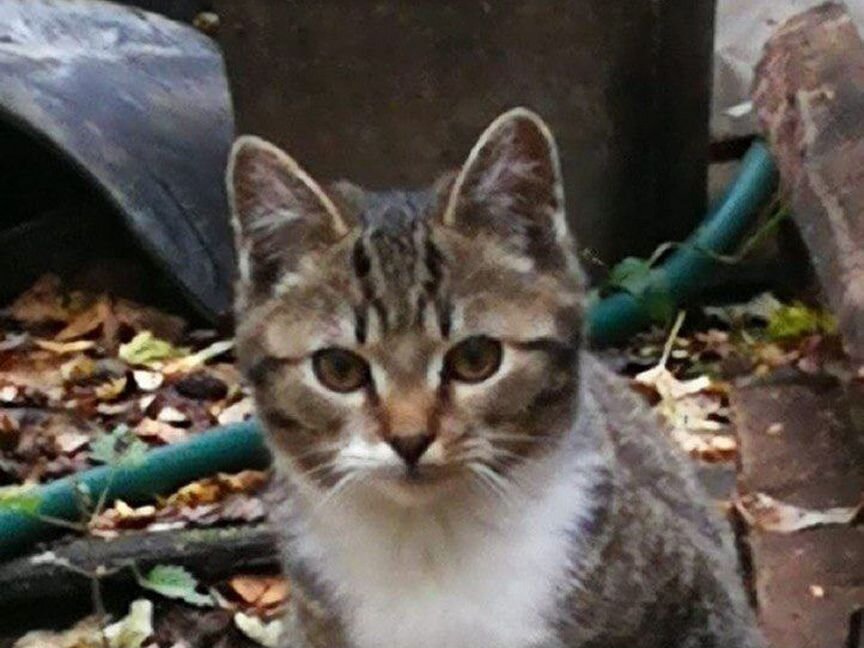 Котенок в беде