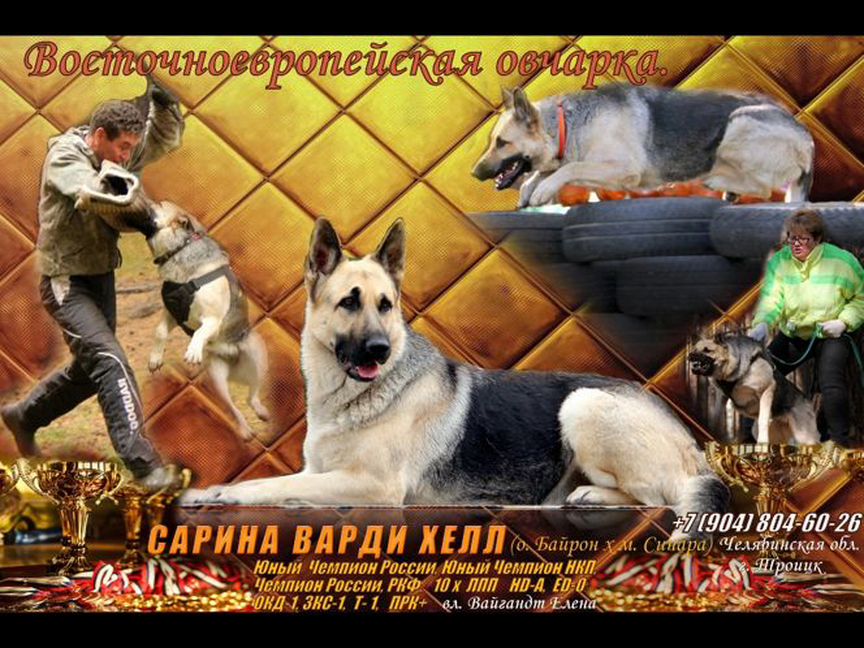 Щенки восточноевропейской овчарки