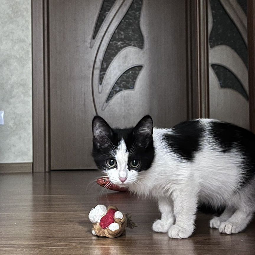 Котята