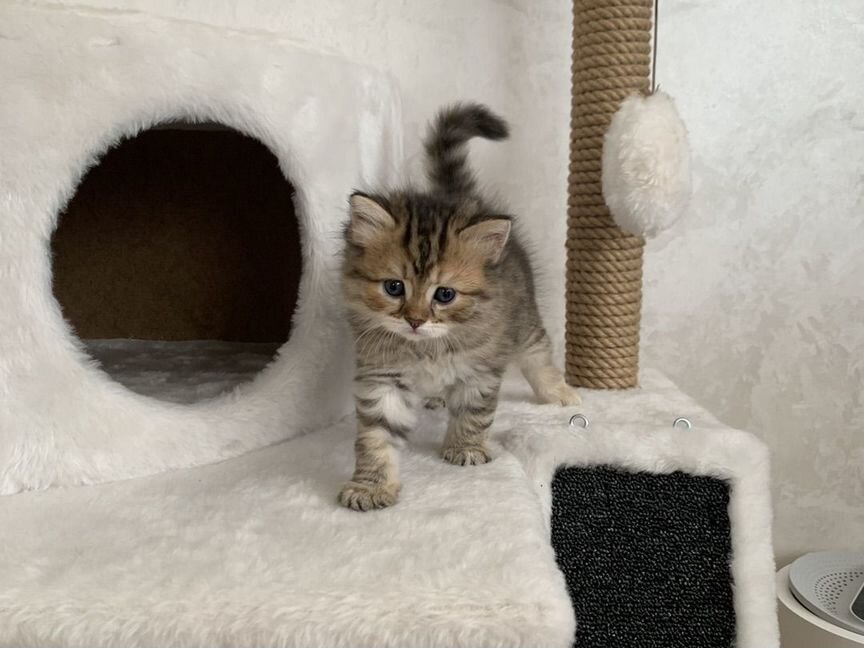 Котенок (девочка)