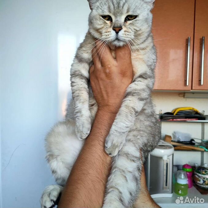 Кошечка британка бесплатно
