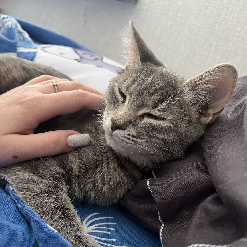 Котенок девочка 5 месяцев