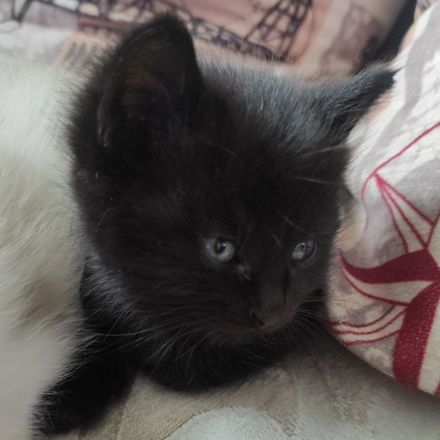 Котёнок в добрые руки