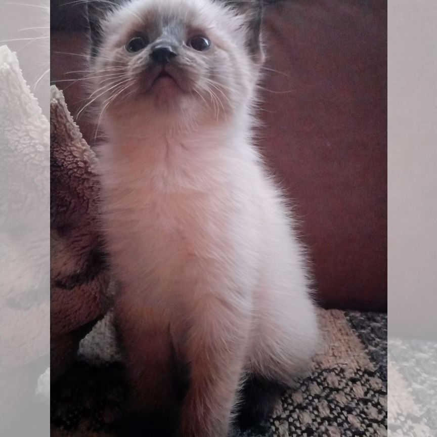 Котёнок от частного владельца