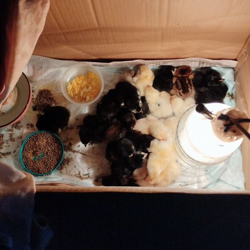 Цыплята суточные