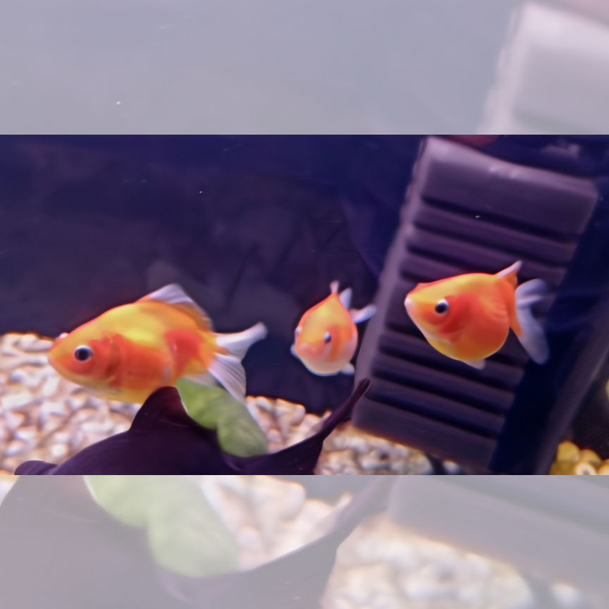 Золотая рыбка жемчужина (пинг-понг)