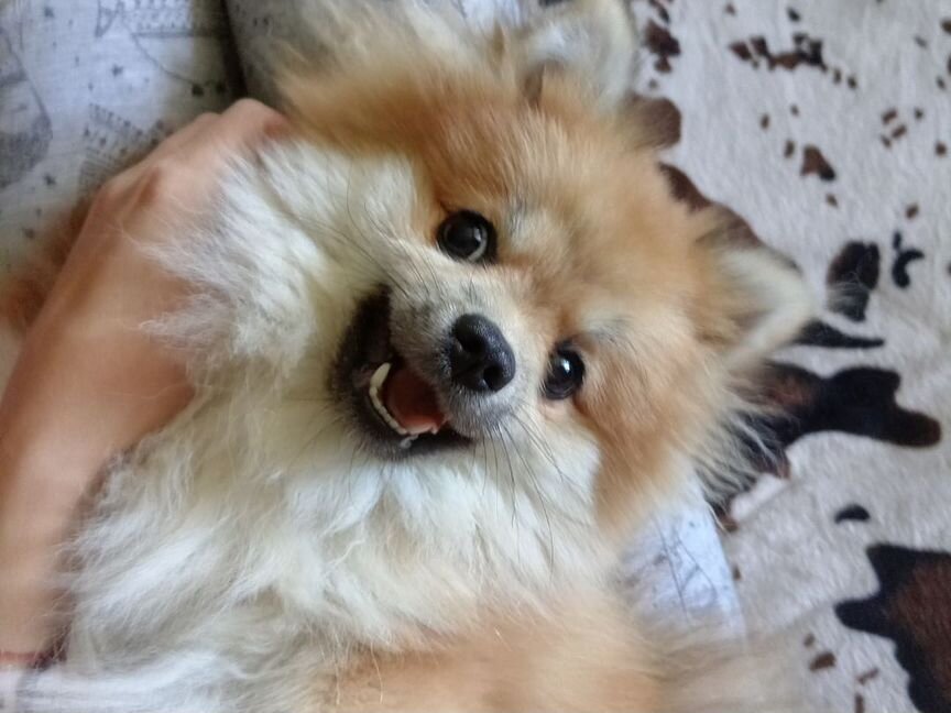 Померанский шпиц девочка