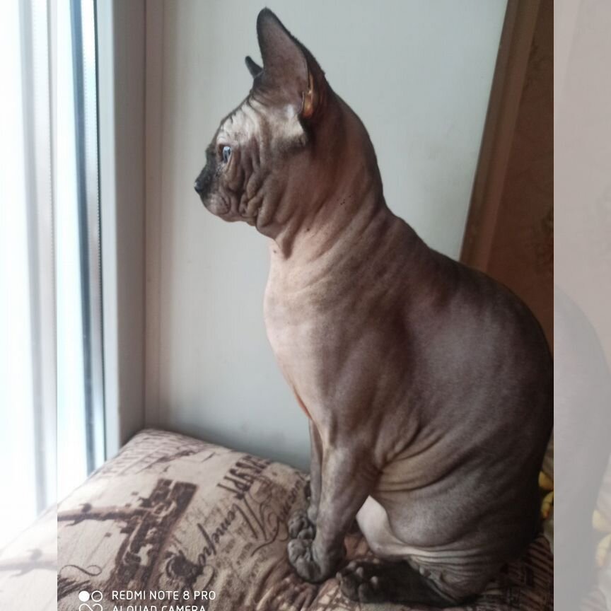 Канадский сфинкс, взрослый кот