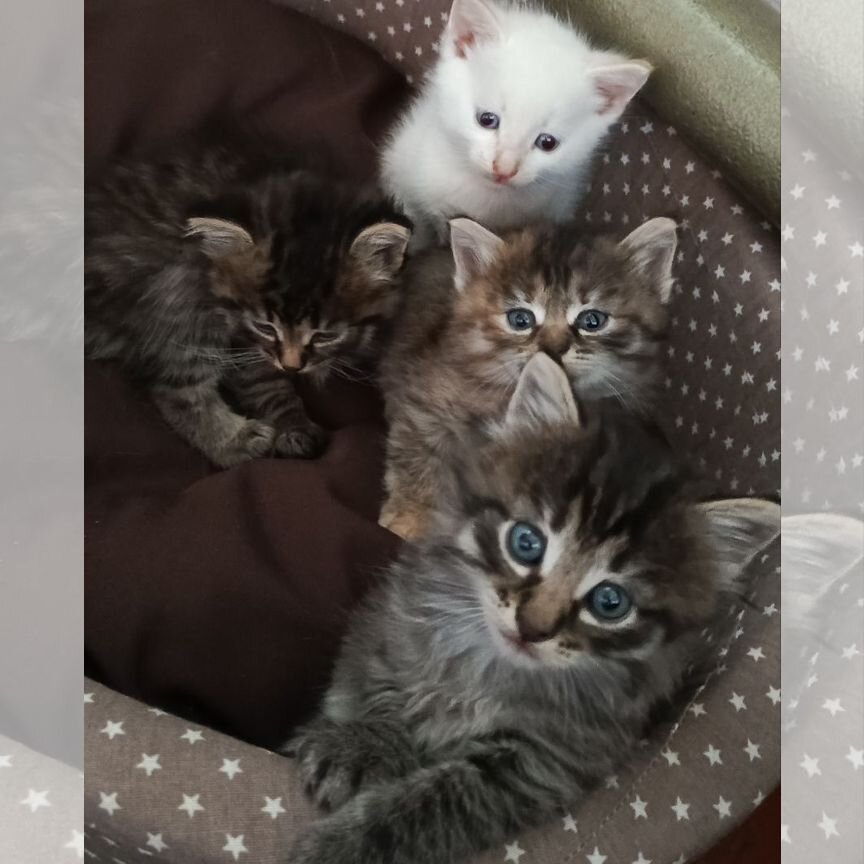 Котятки