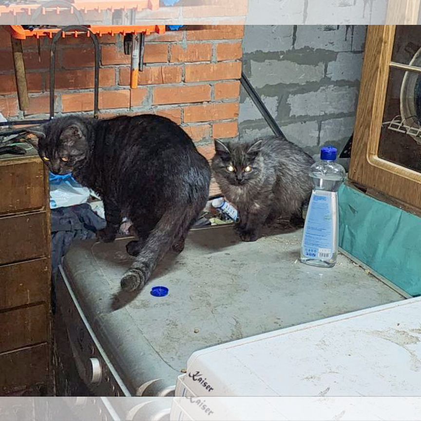 Кошки остались одни, на грани усыпления