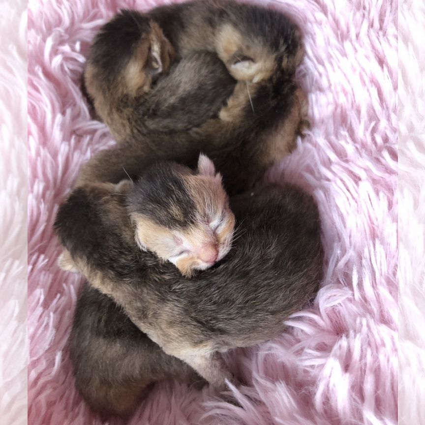 Шотландский вислоухий короткошёрстный котёнок