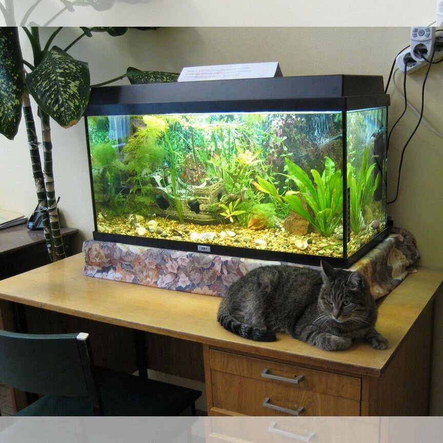 Чистка и запуск аквариума