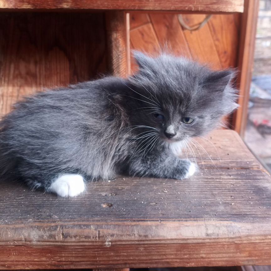 Сибирский котёнок