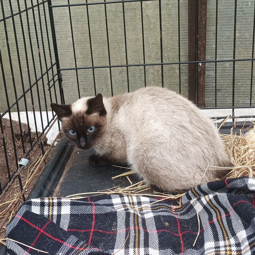 Кошечка помесь Невская полосатая