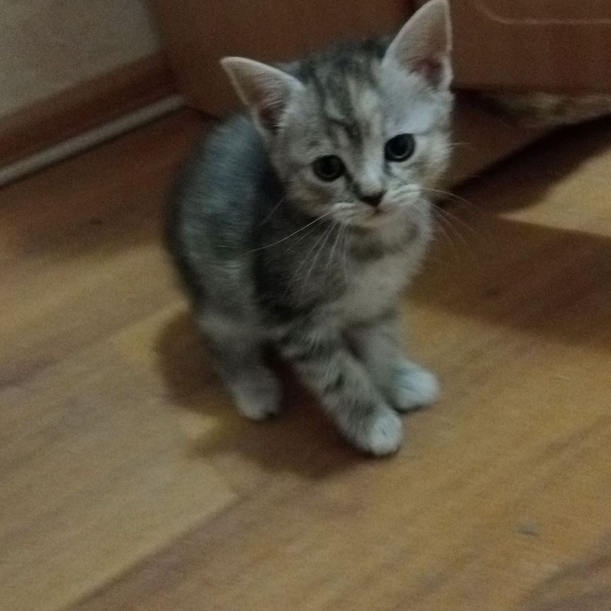 Британский короткошёрстный котёнок