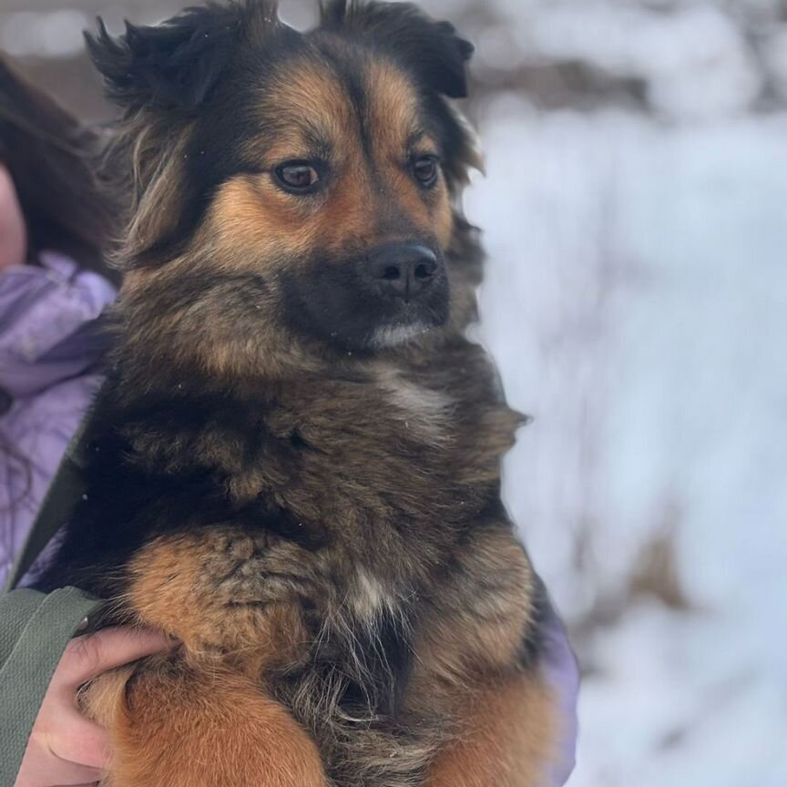 Собачка в дар