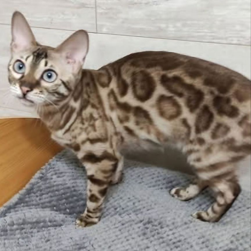 Добрейшая кошка Майка