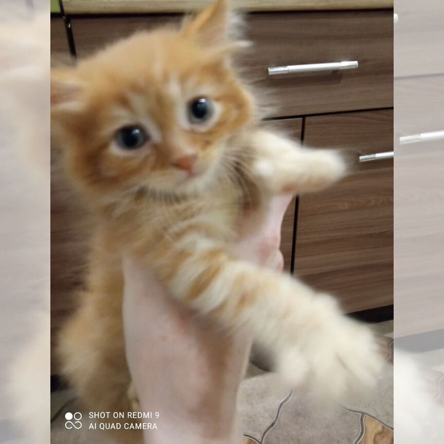 Сибирский котёнок