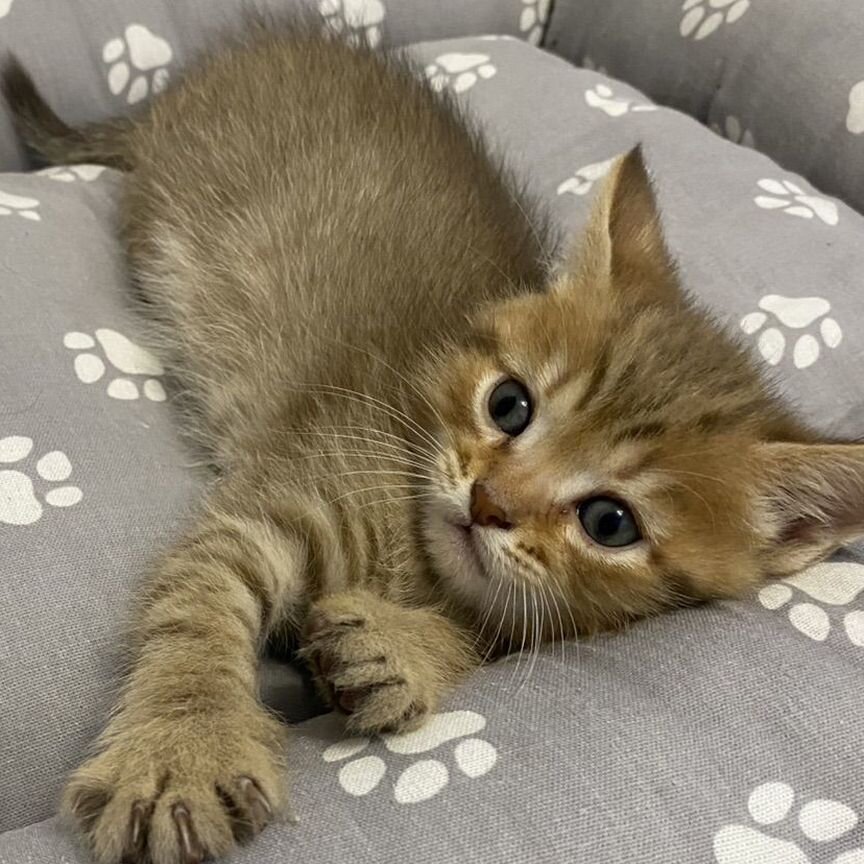 Британские котята