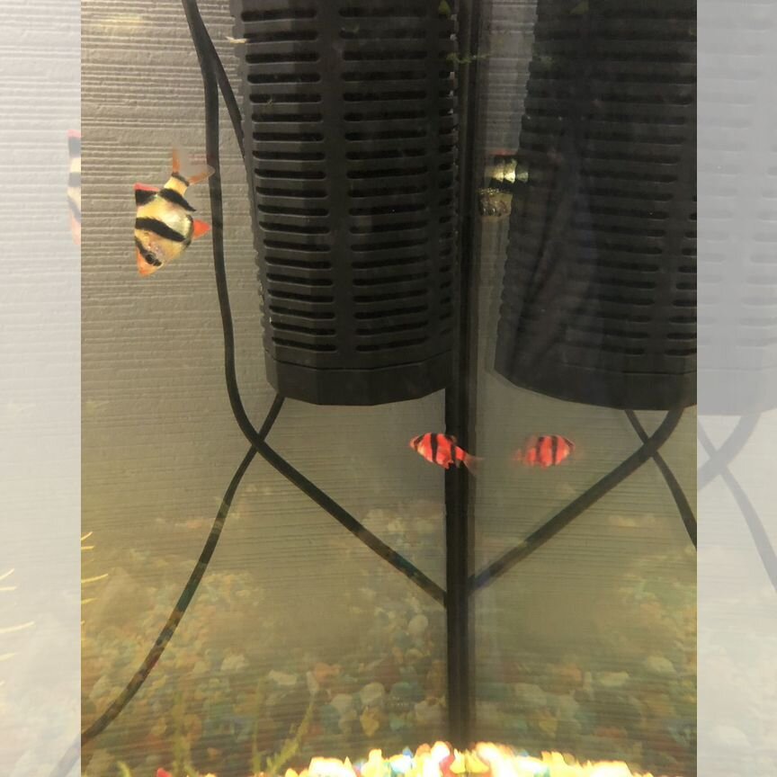 Барбус суматранский 4 штуки