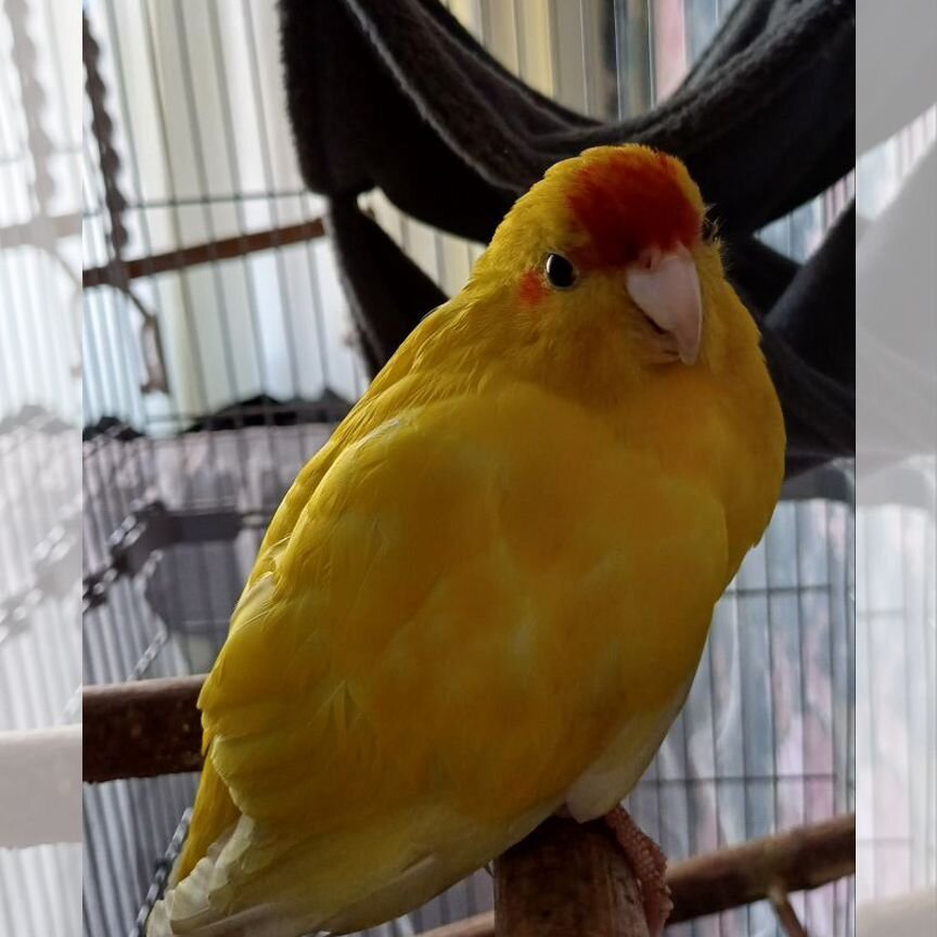 Попугай Какарик потерялся