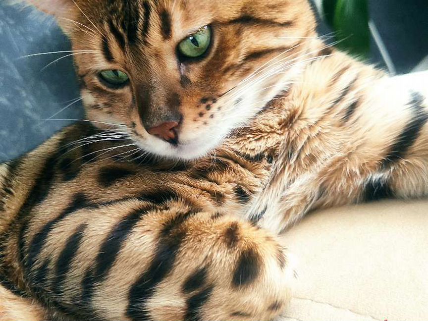 Бенгальская кошка