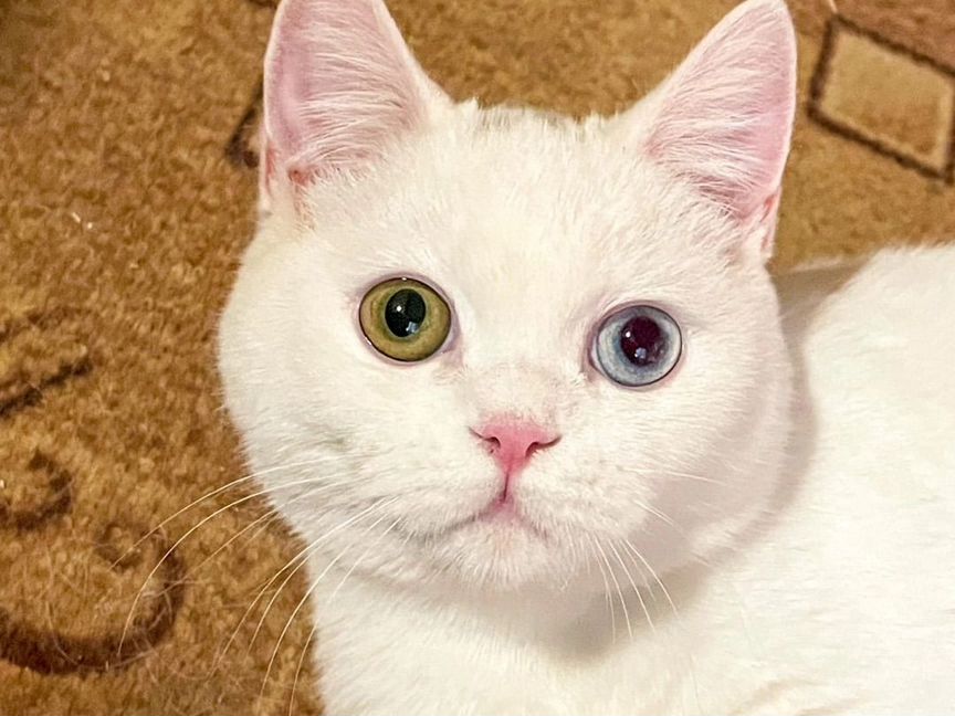 Вязка британская кошечка