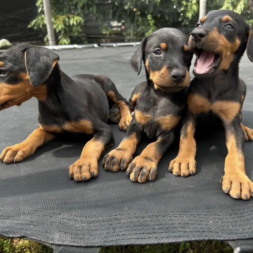 Щеночки добермана