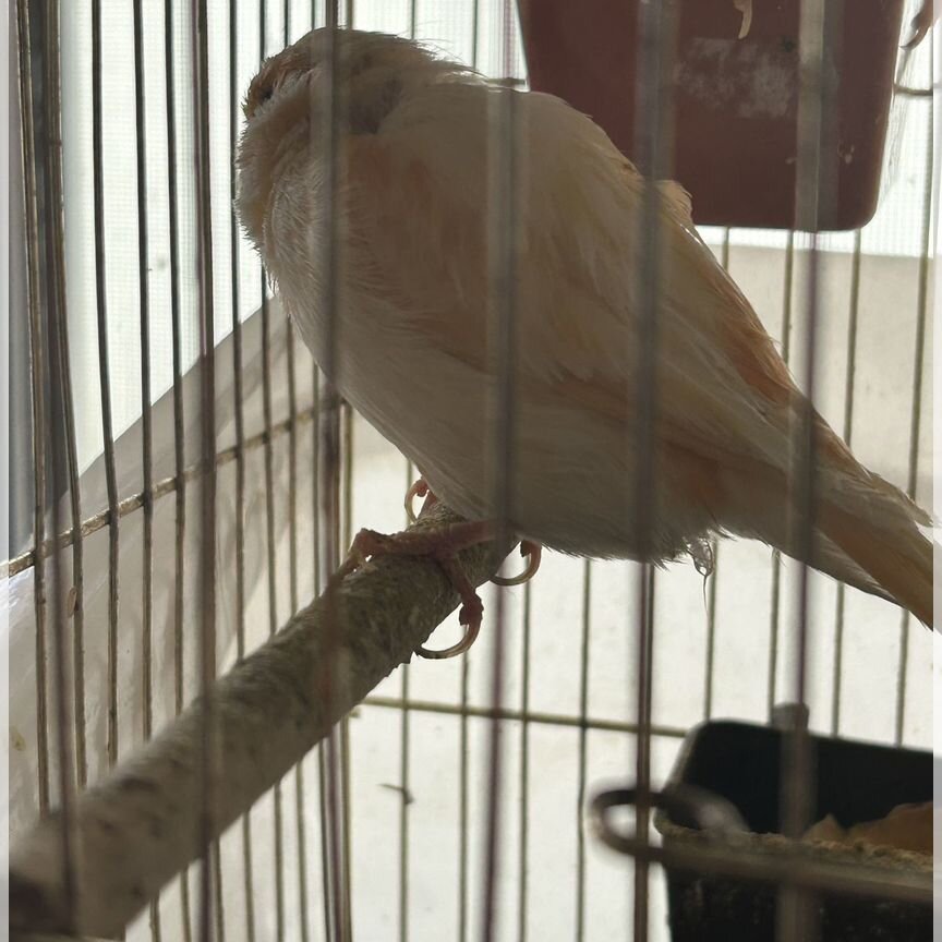 Канары и канарейки