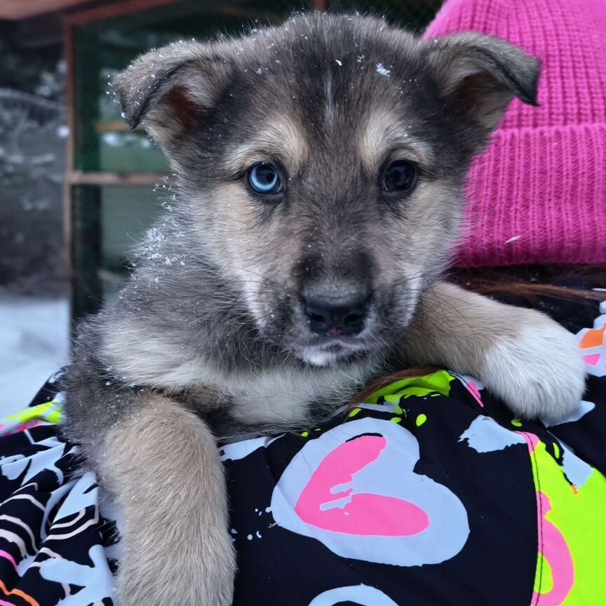 Щенок в добрые руки