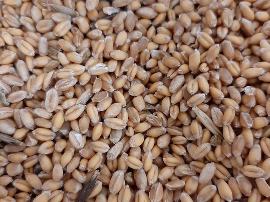 Пшеница, poжь, ячмень, овес, дроблёнка, комбикорм