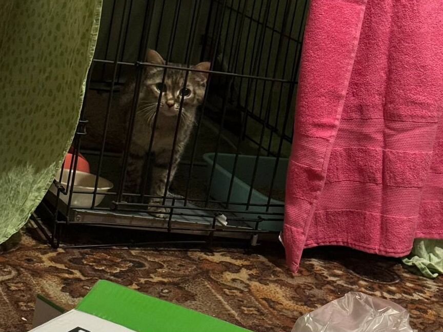 Кошки в добрые руки