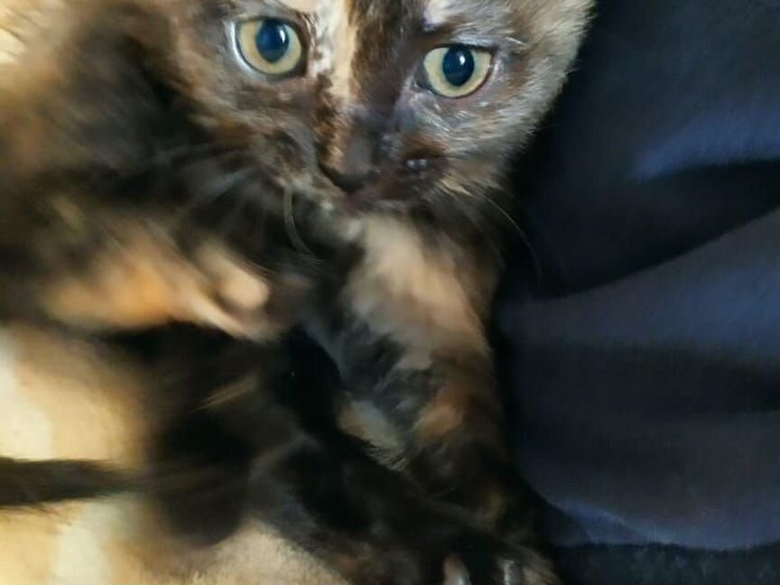 Котенок мальчик