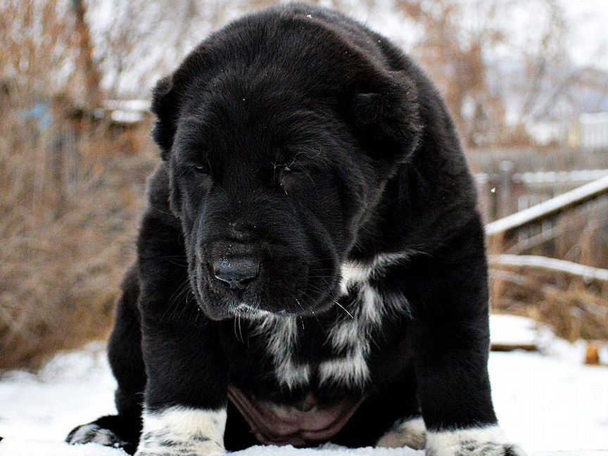 Мальчик алабайчик