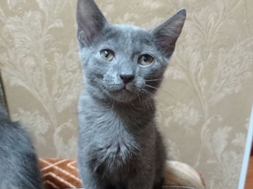 Ищу заботливого хозяина для котенка