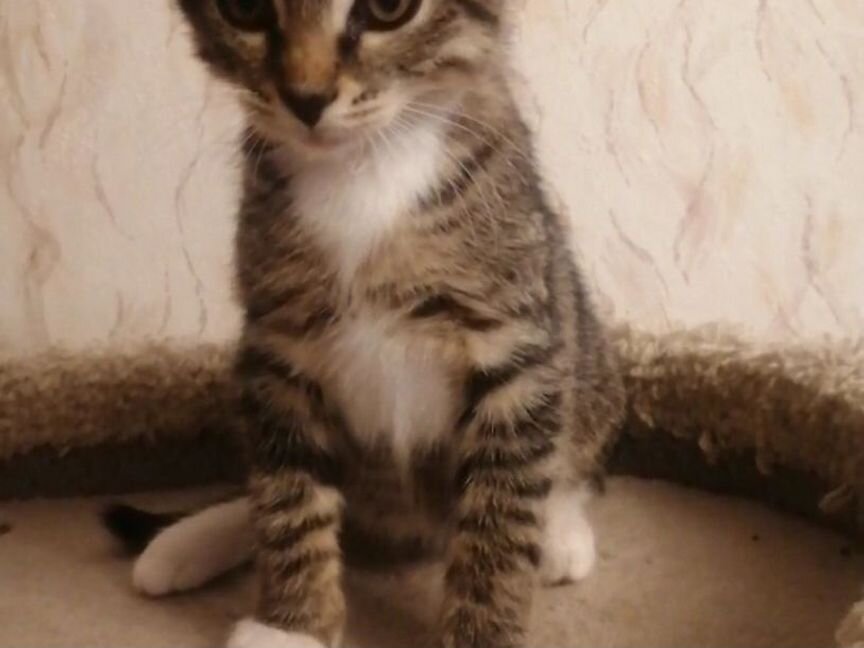 Воспитанный котенок с прививками