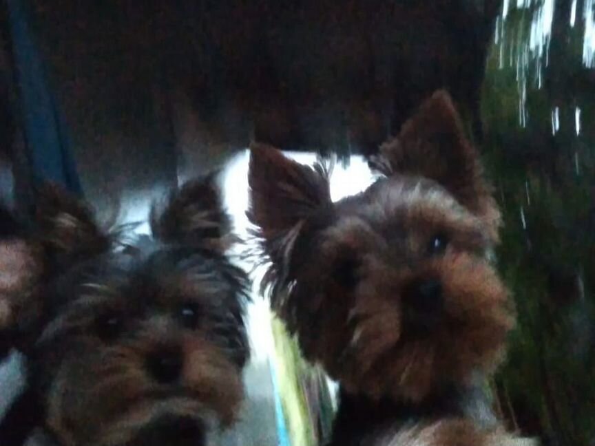 Йоркширский терьер мини щенки бейби фейс