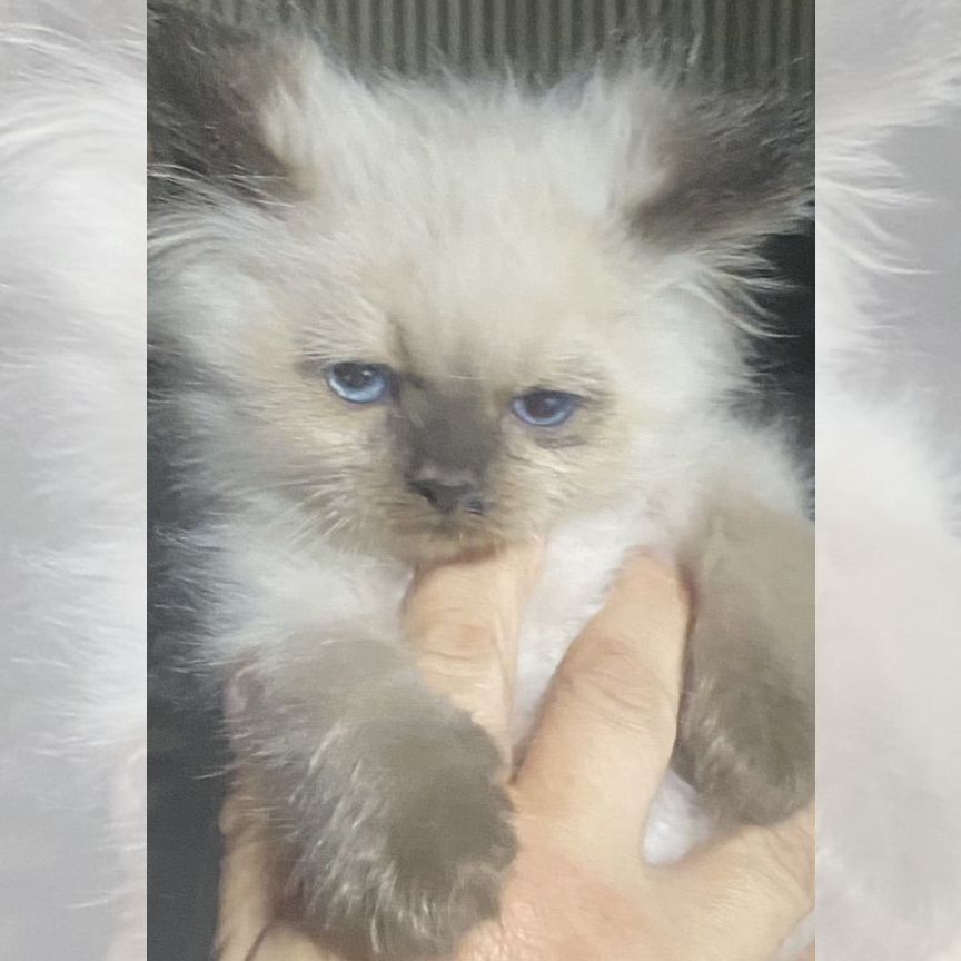 Котята в добрые руки приучены к лотку,все кушает