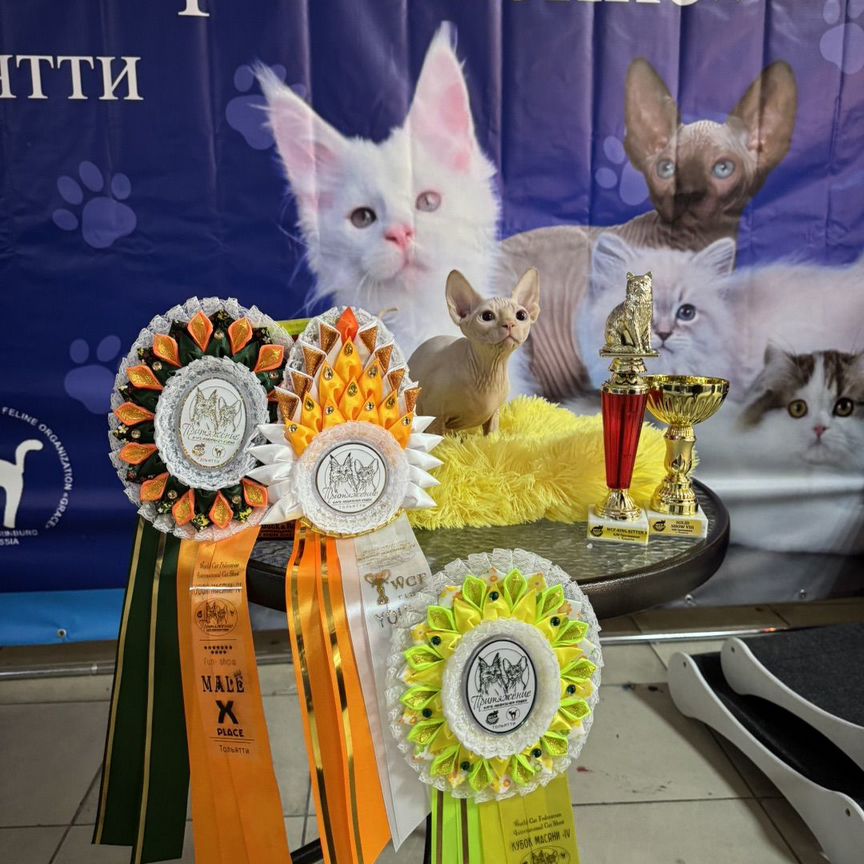 Канадский сфинкс документы WCF питомник