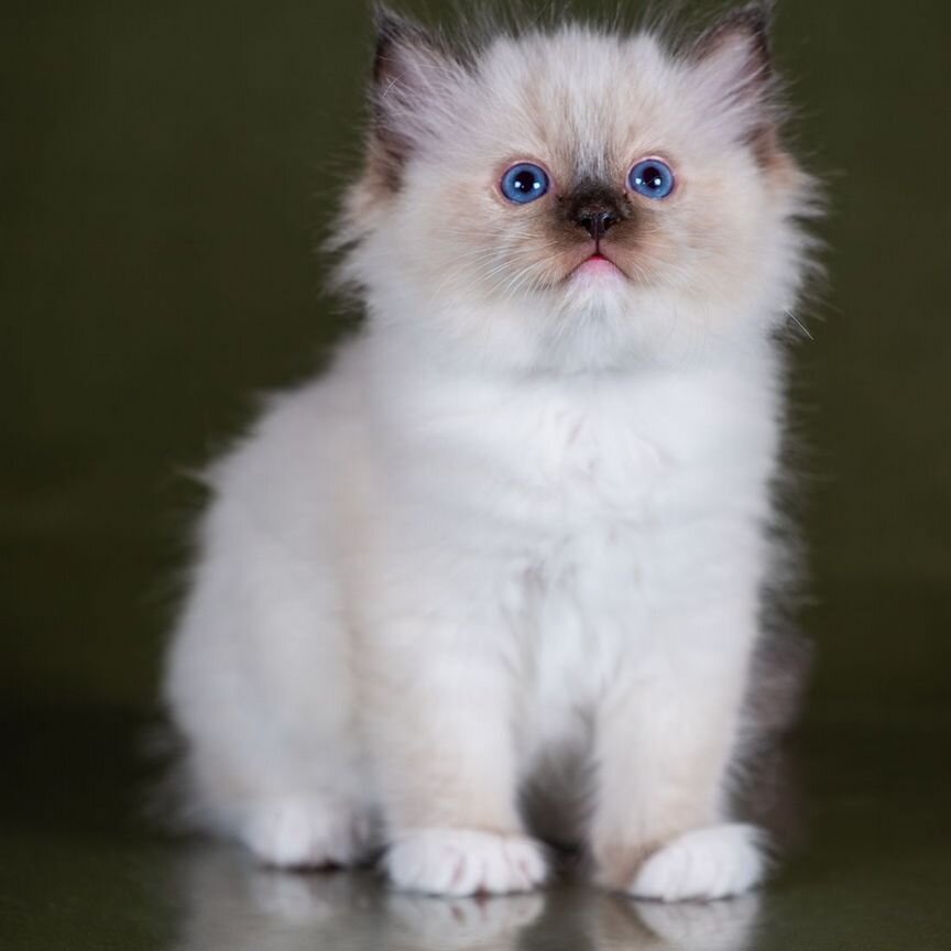 Рэгдолл котёнок