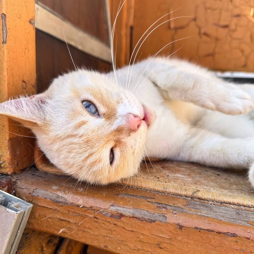 Самый лучший кот