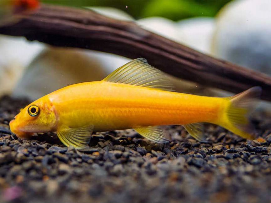 Гиринохейлус рыбка присоска аквариумная