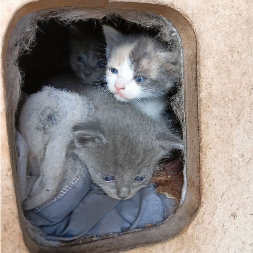 Котята в добрые руки