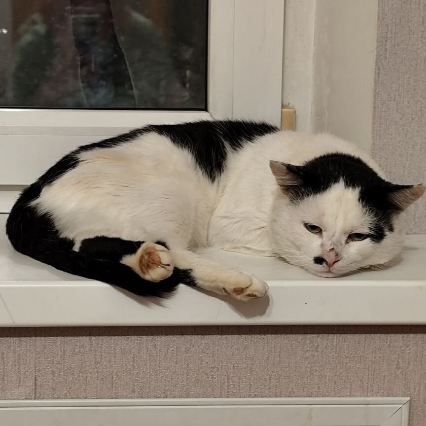 Взрослый кот в добрые руки