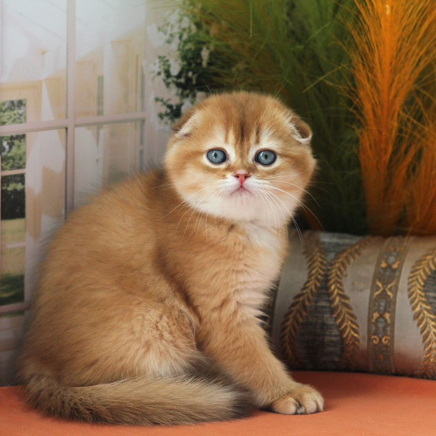 Шотландский мальчик фолд