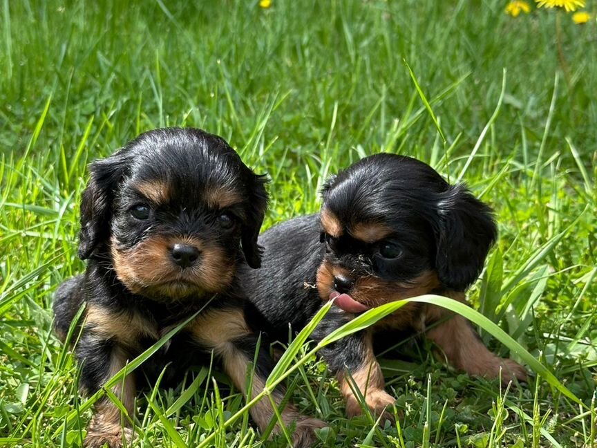 Кавалер кинг чарльз спаниель