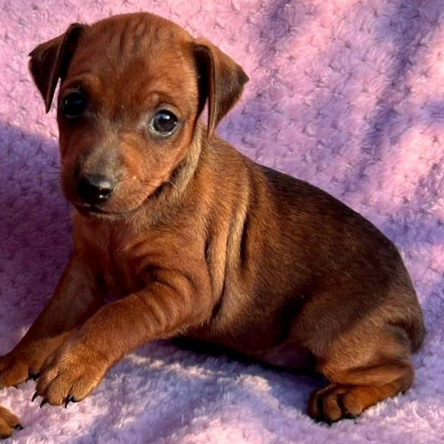 Цвергпинчер, щенок