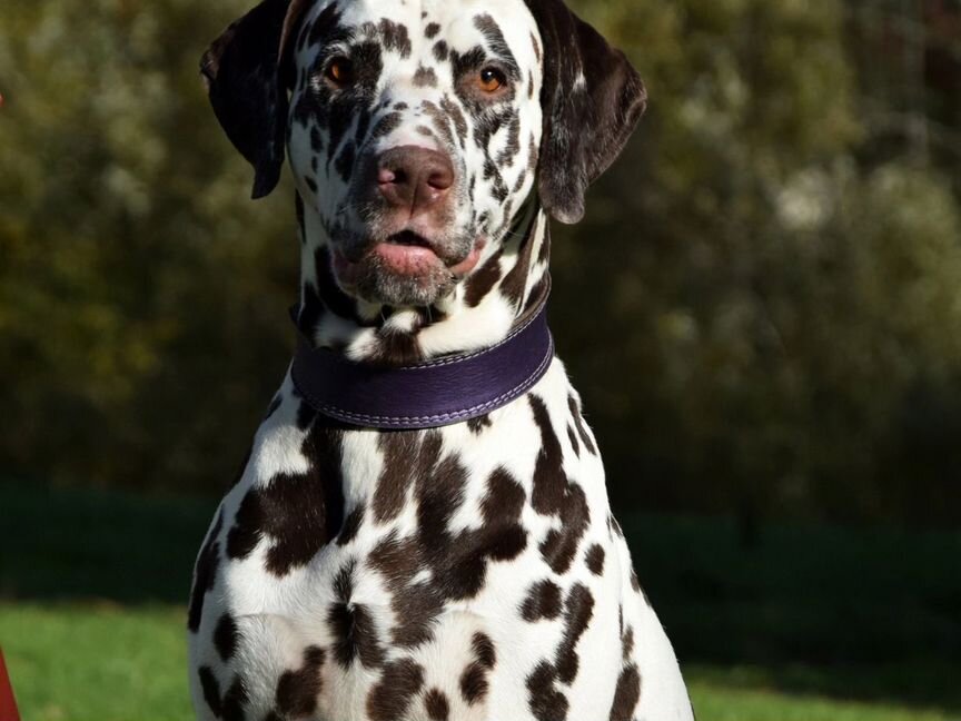 Молодой далматин ищет новый дом