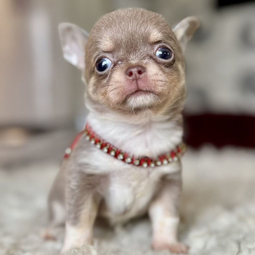 Чихуахуа, щенок